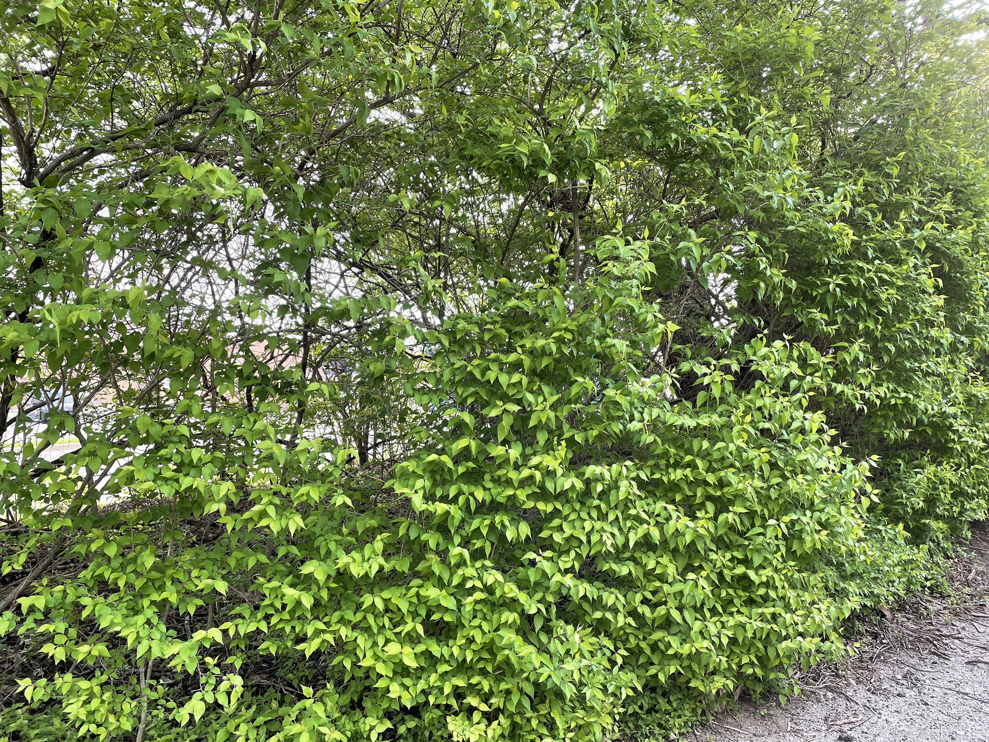 Invasive Plant Removal – Westfield Green Together